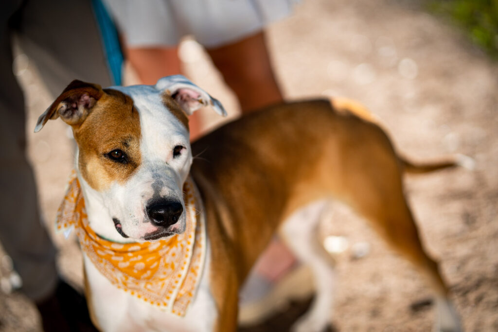 Meyer Ranch Park Engagement - Autumn Parry Photography